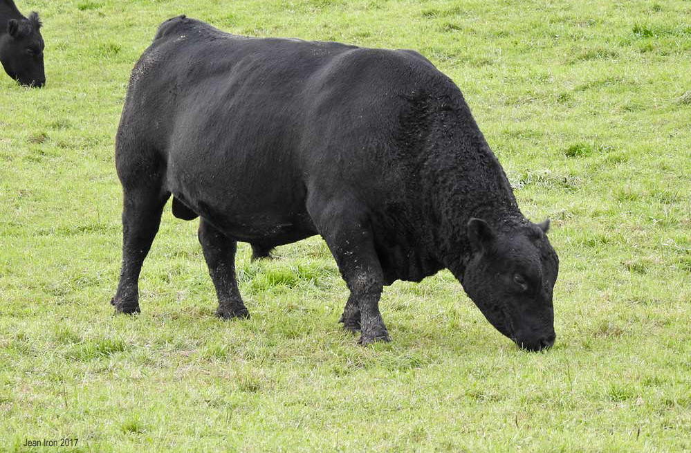 This beautiful three year-old bull takes care of the herd.
