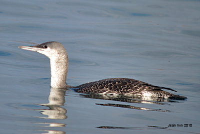 Loon ID in Fall and Winter